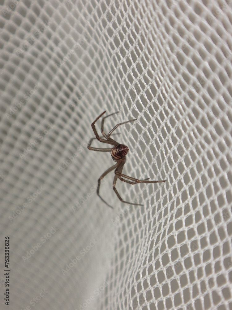 Cupboard spider, also known as false black widow, (Steatoda grossa ...