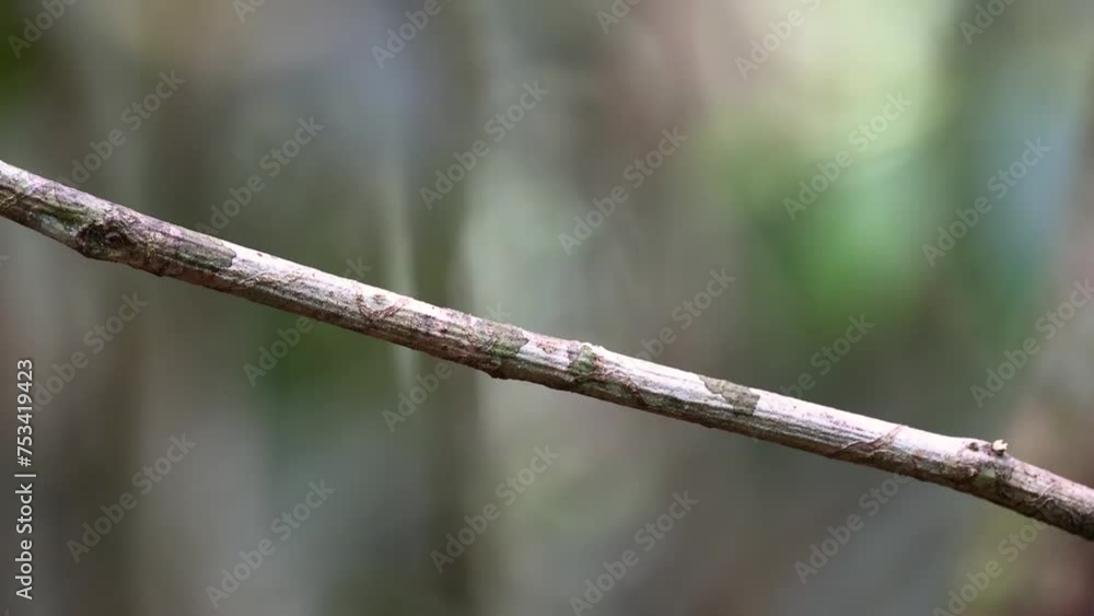 Nature wildlife footage of Dayak blue bird Endemic of Borneo bird on ...