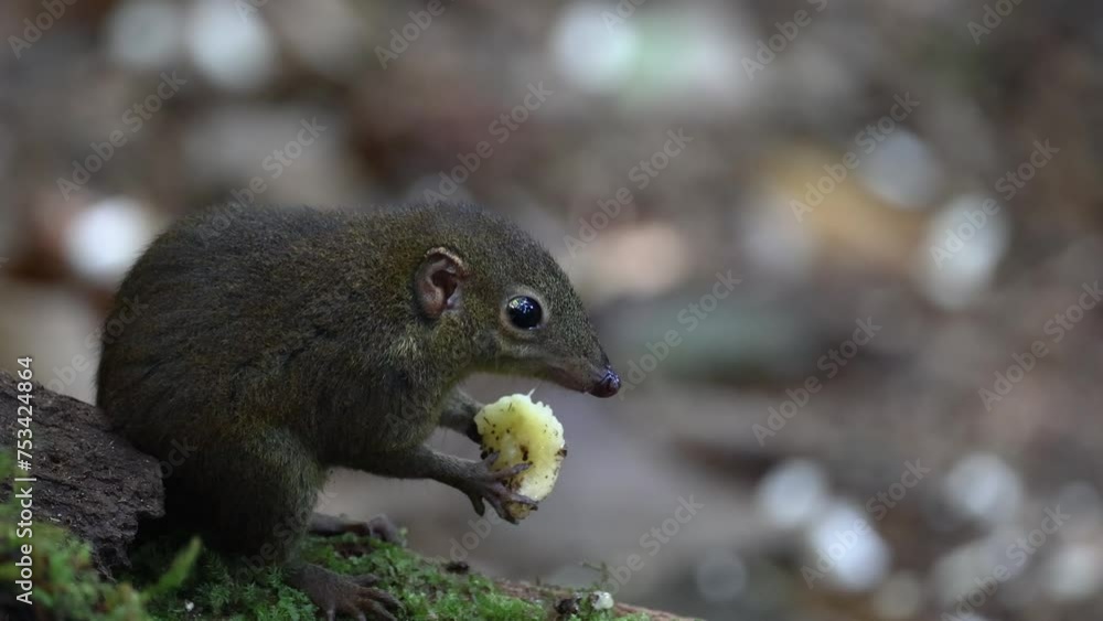 Nature wildlife image of Common treeshrew Long and slender animals with ...