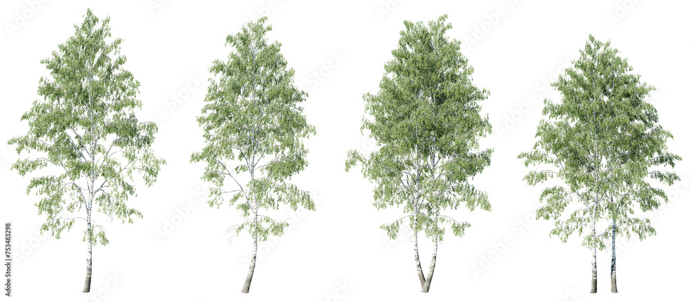 Tree Birch big betula on transparent background.3d rendering PNG Stock ...