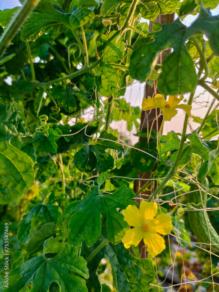 Momordica charantia L., Bitter melon, Bitter Gourd, Balsam apple ...