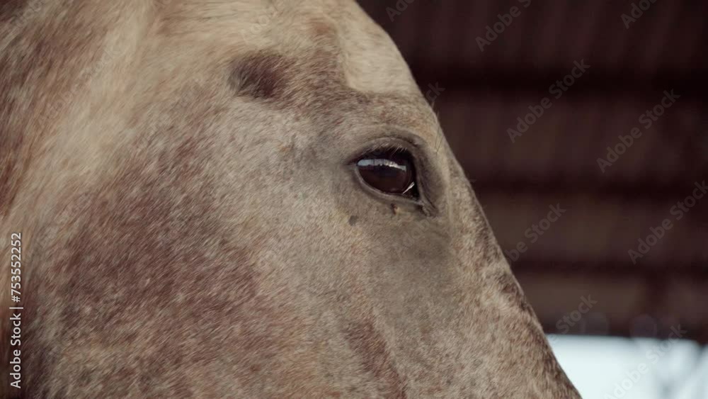 Horse Wearing a Bridle on its Muzzle. Close Up. tacking up a horse ...