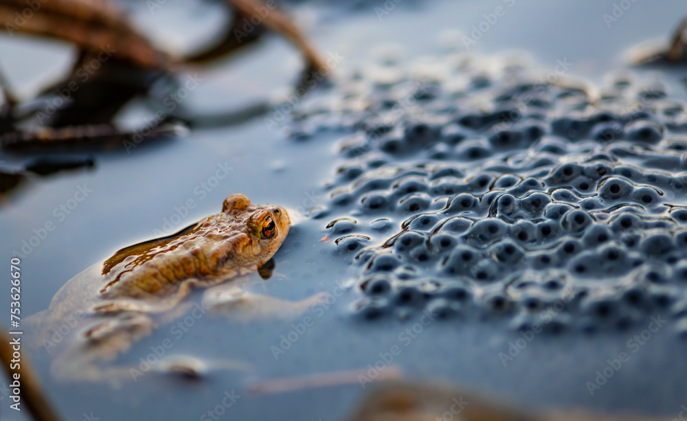 Common toad (Bufo bufo) swimming in a pond with spawn of frogs. Toads ...