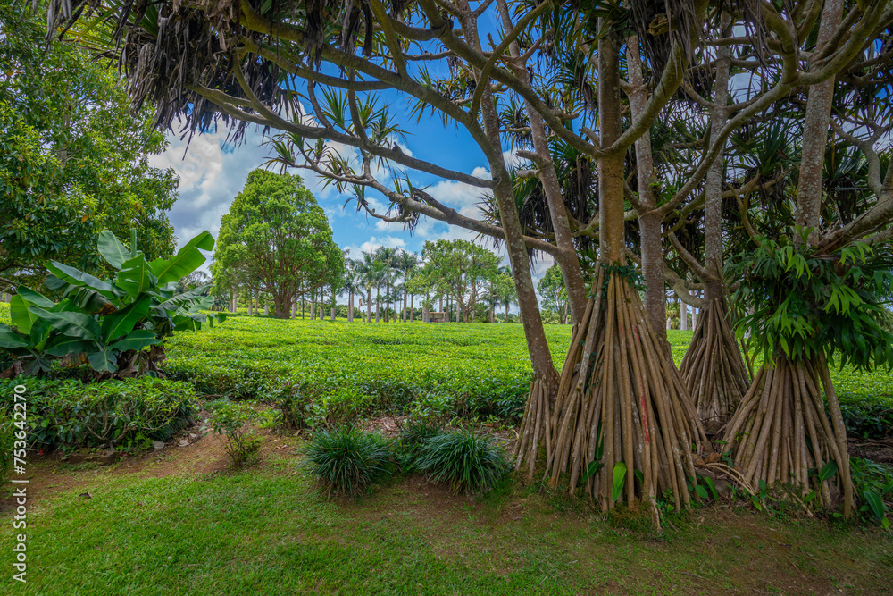 View of tea plants in field at Bois Cheri Tea Factory, Savanne District ...
