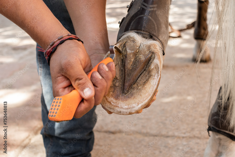 Farrier trimming a horse's hoof with care and precision Stock Photo ...