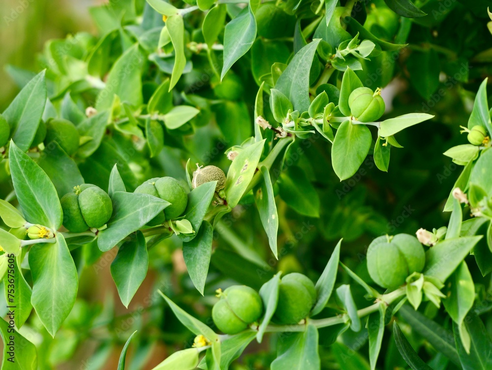 Flowers and fruits of caper spurge or paper spurge, gopher spurge ...