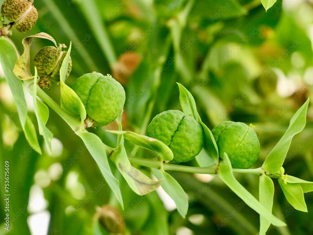 Flowers and fruits of caper spurge or paper spurge, gopher spurge ...