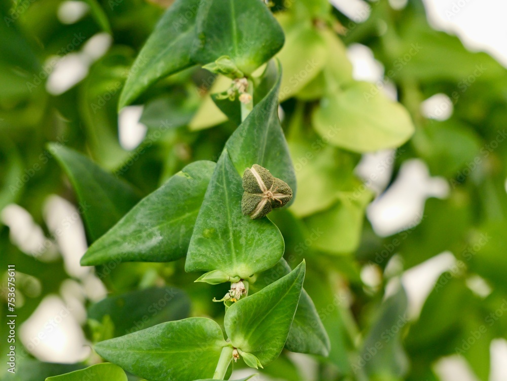 Flowers and fruits of caper spurge or paper spurge, gopher spurge ...