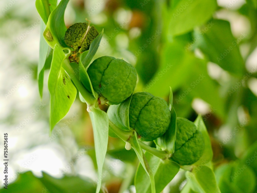 Flowers and fruits of caper spurge or paper spurge, gopher spurge ...