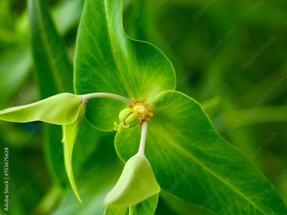 Flowers and fruits of caper spurge or paper spurge, gopher spurge ...