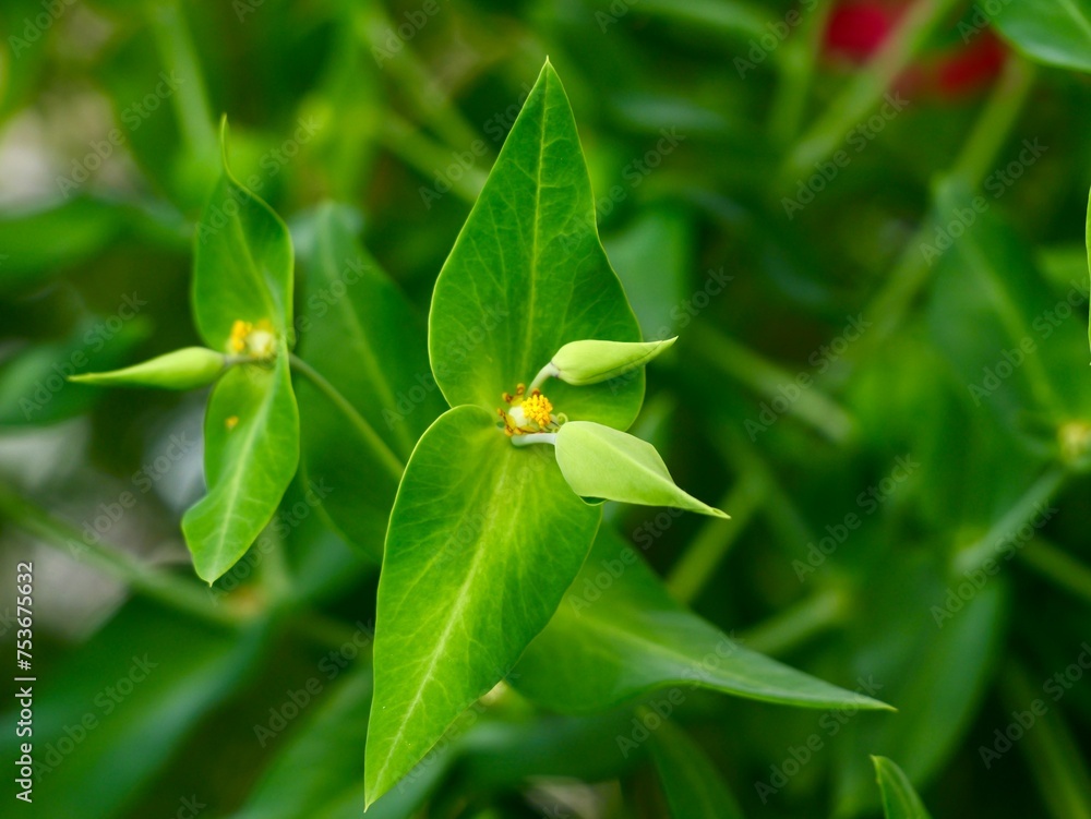 Flowers and fruits of caper spurge or paper spurge, gopher spurge ...