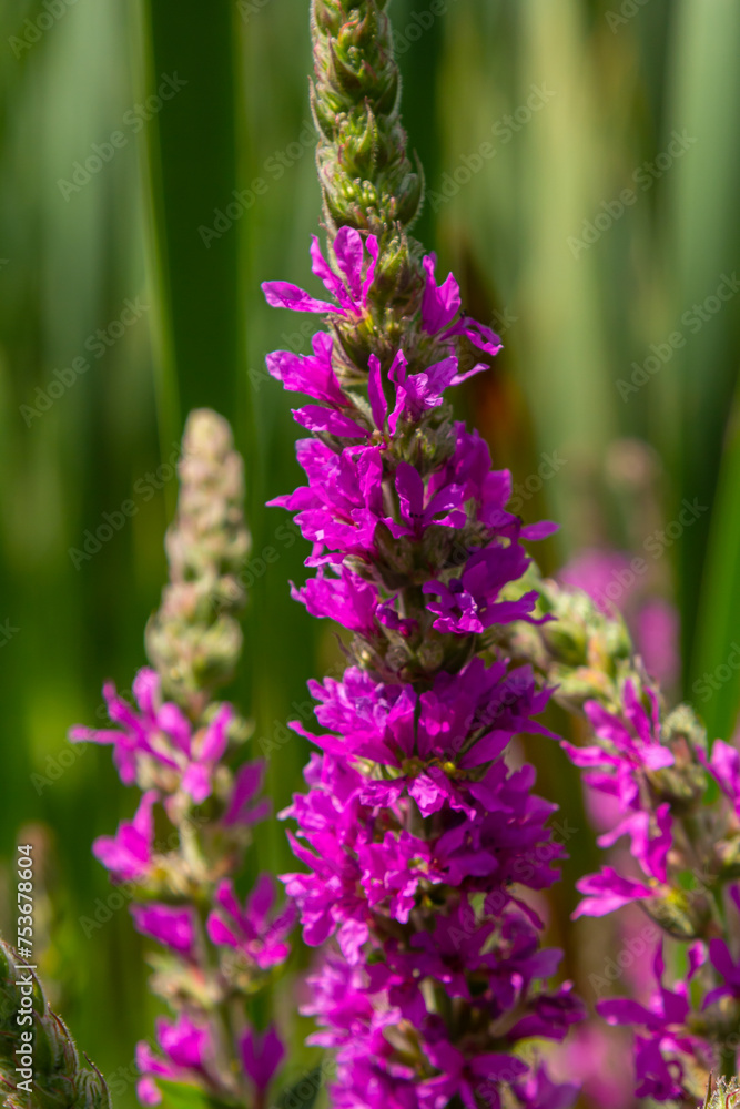 Purple loosestrife Lythrum salicaria inflorescence. Flower spike of ...