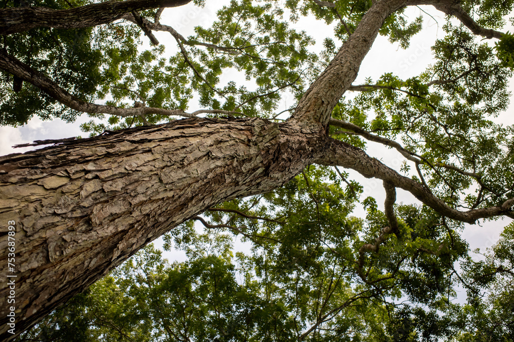Mahogany tree, Swietenia macrophylla forest in Gunung Kidul, Yogyakarta ...