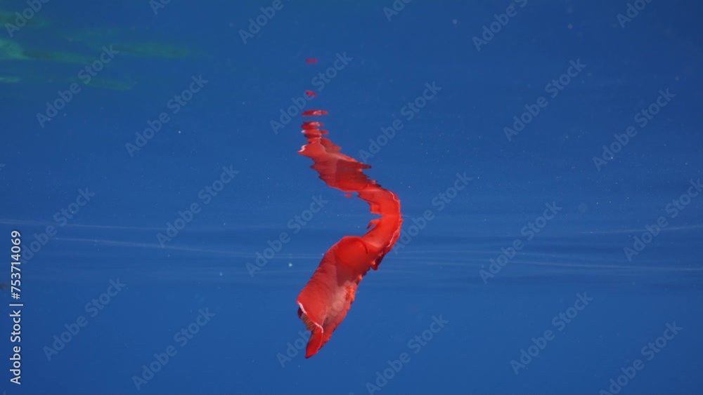 Red Sea Slug swims in blue sea reflected in water surface in sunlight ...