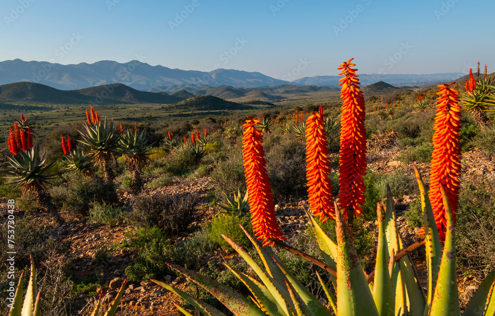 Bitter, also known as woody aloes (Aloe ferox), above the Olifants ...