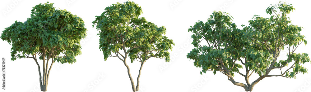 Ficus carica 4k png cutout Stock Photo | Adobe Stock