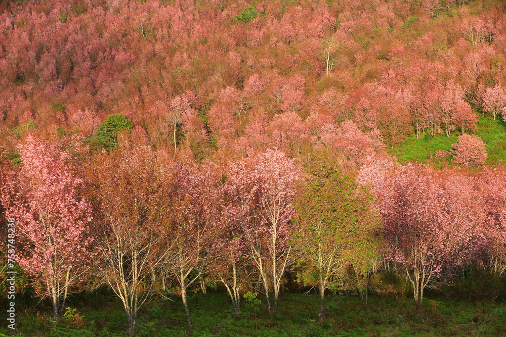 The Largest Wild Himalayan Cherry (Prunus Cerasoides) Site in Thailand ...