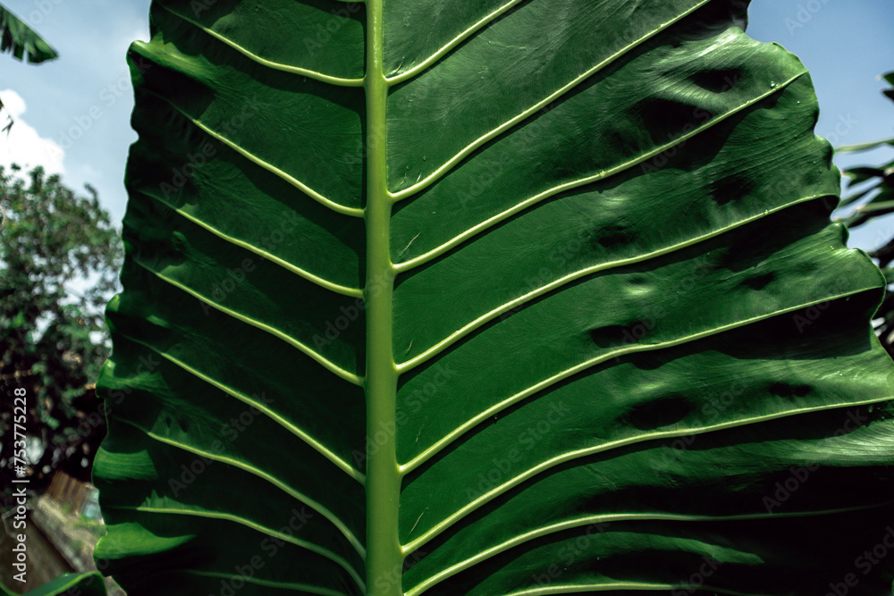 Taro leaves a.k.a daun talas (Colocasia Esculenta) are known as ...