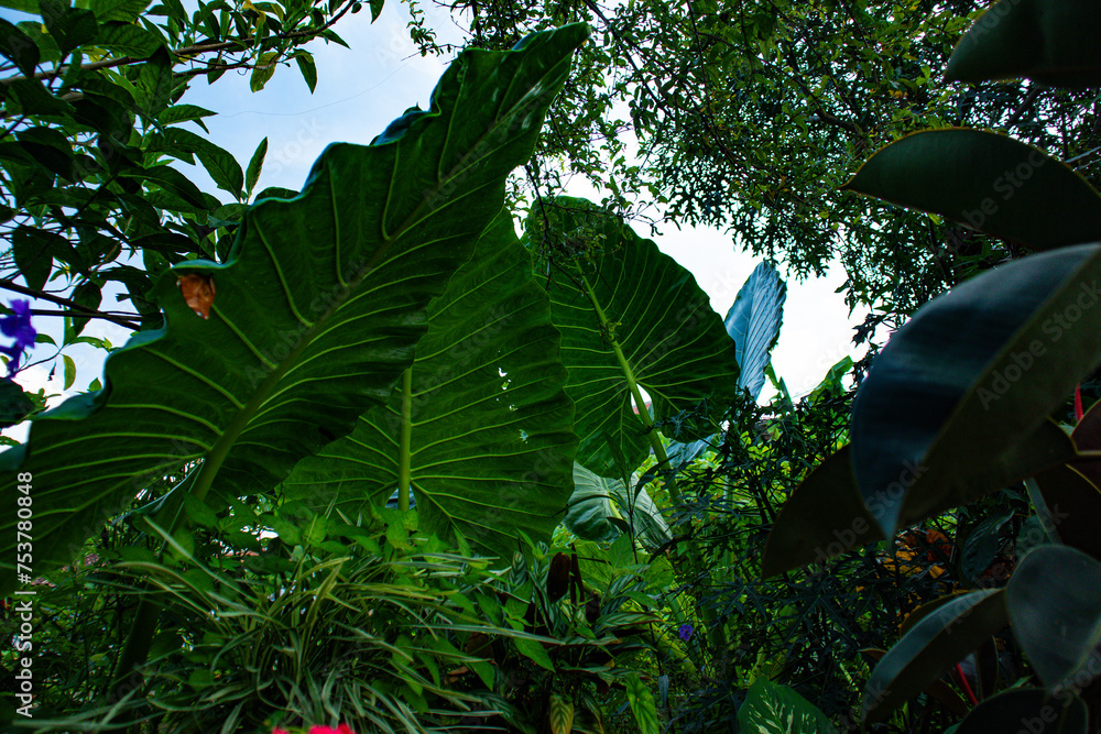Taro leaves a.k.a daun talas (Colocasia Esculenta) are known as ...