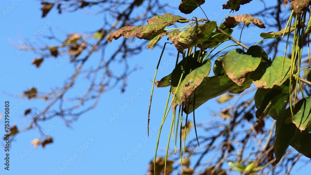 Catalpa ovata, the yellow catalpa or Chinese catalpa, is a pod-bearing ...