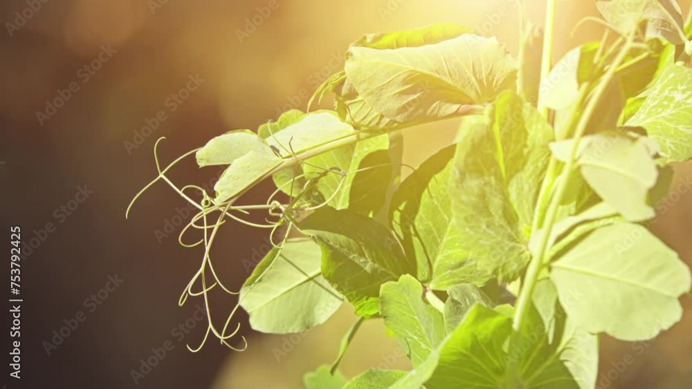 Pisum sativum axiphium. Pea is most commonly small spherical seed or ...