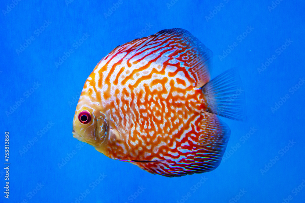 The Discus fish (Latin Symphysodon heckel) is golden in color with a ...
