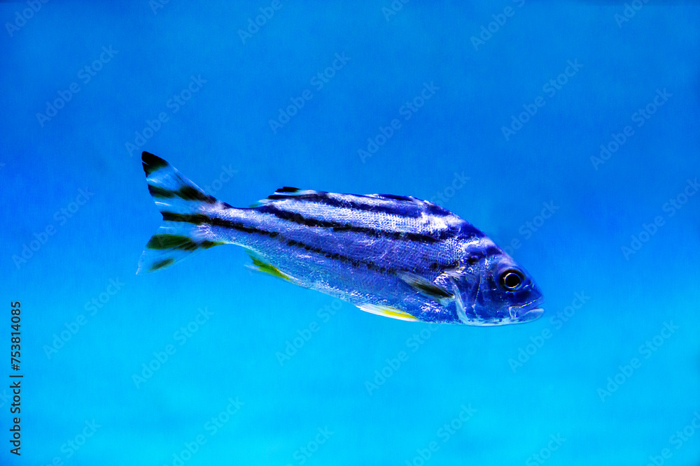 The three-striped Therapon fish (Latin Therapon jarbua) is silver in ...