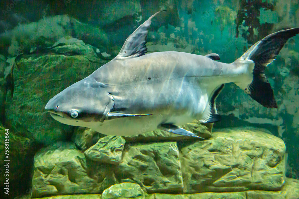 Pangasius high-finned fish (Latin Pangasius sanitwongsei) is gray in ...