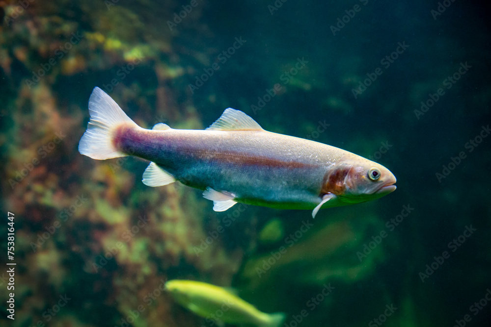 Barbus Danissimo (Latin Sahyadri denisonii) with beautiful stripes on a ...