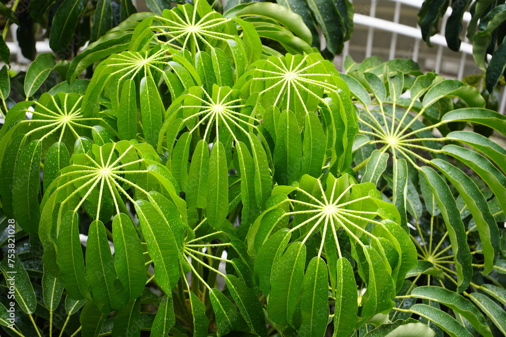 The genus Schefflera, family Araliaceae, includes more than 600 species ...