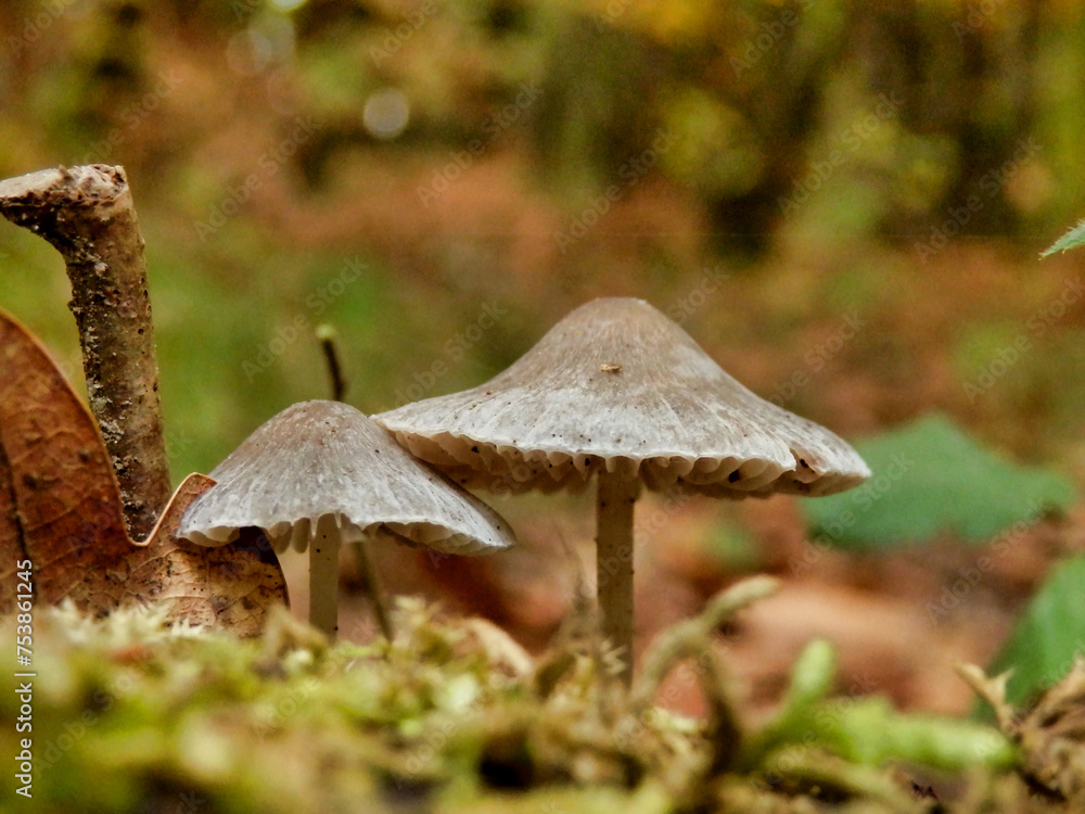 Mycena polygramma (Grooved Bonnet) growing through leaf litter in the ...