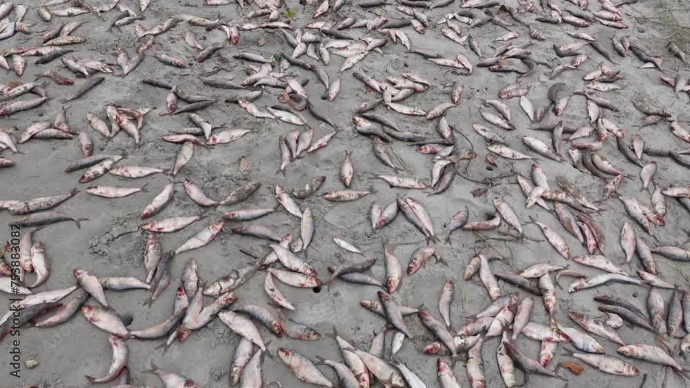 Tenualosa Ilisha is a favorite food fish of the Indian subcontinent ...