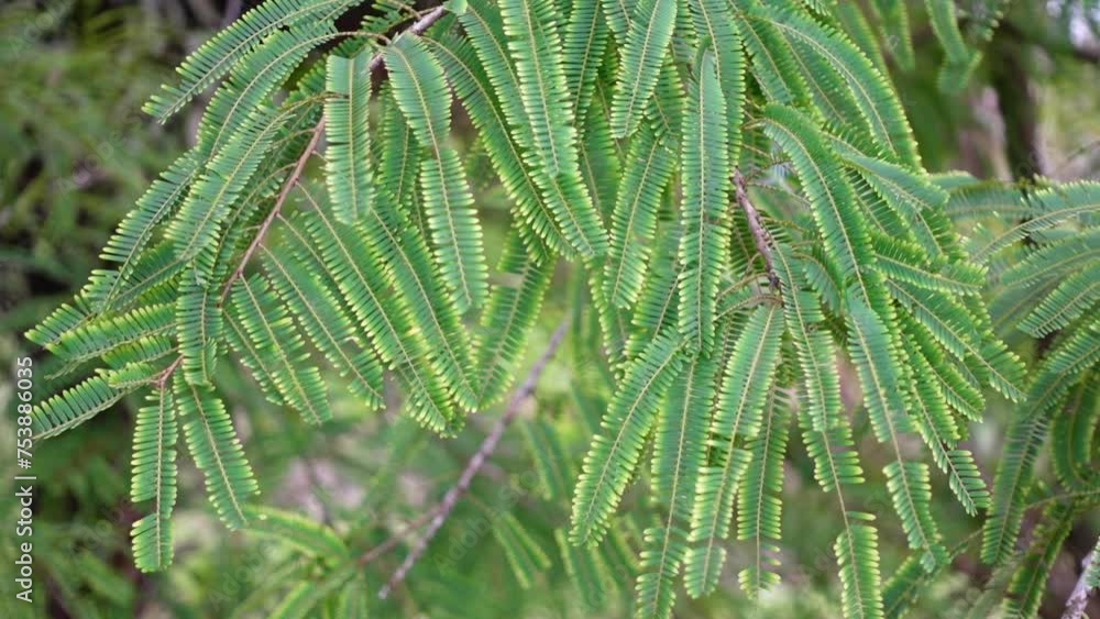 Green leaves of Phyllanthus emblica fruit tree, also called Indian ...