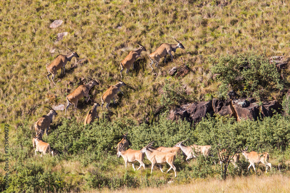 A herd of common eland, Taurotragus oryx, climbing up the steep ... A herd of common eland, Taurotragus oryx, climbing up the steep ...