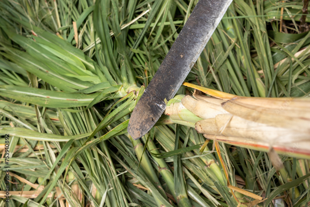 Machete cutting the tops off the sugar cane plants with a background of ...