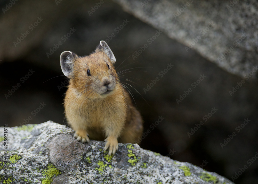 American Pika at the den entrance - Pikas are small rabbit-like mammals ...