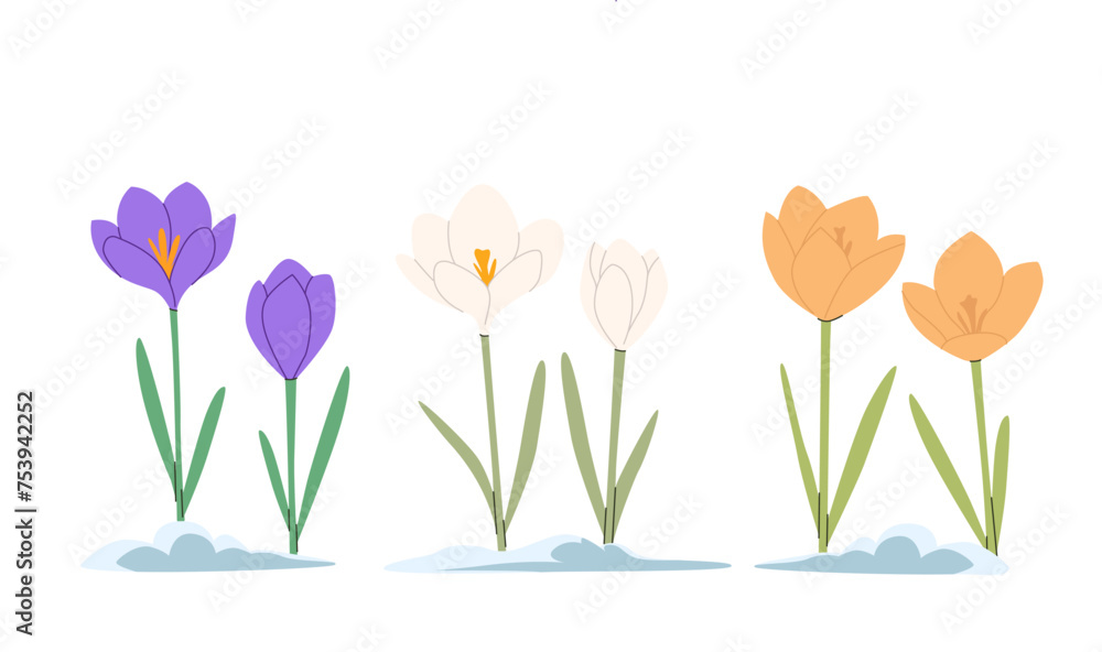 Vector set of crocus flowers with leaves isolated on white. Cartoon ...