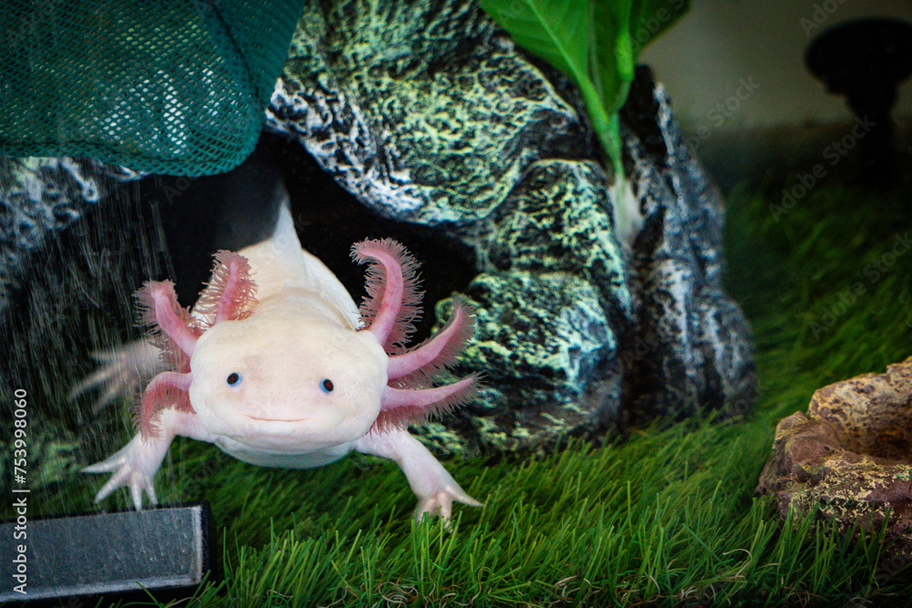 Axolotl Ambystoma Mexicanum Walking On A Grass In Aquarium Amphibian