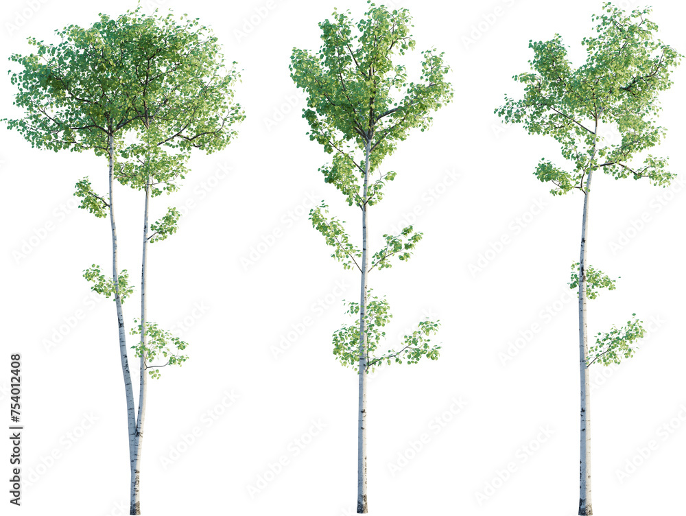 Poster Populus tremuloides tree 4k png cutout – Wall Art | UkPosters