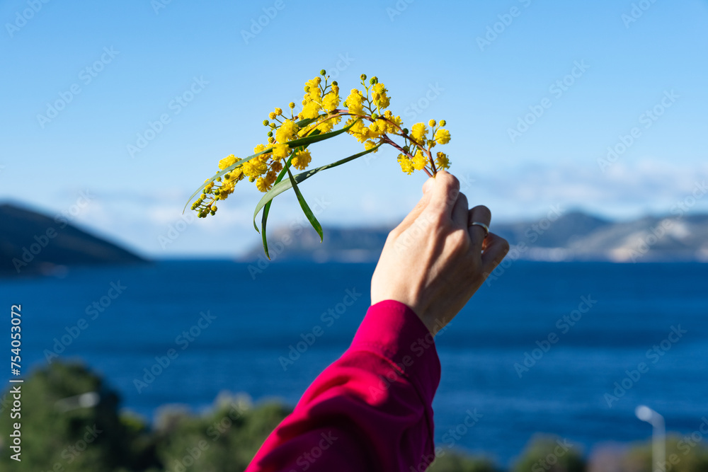 Mimosa Flower (Mimoza Cicegi) Photo, Uskudar Istanbul, Turkiye Stock ...