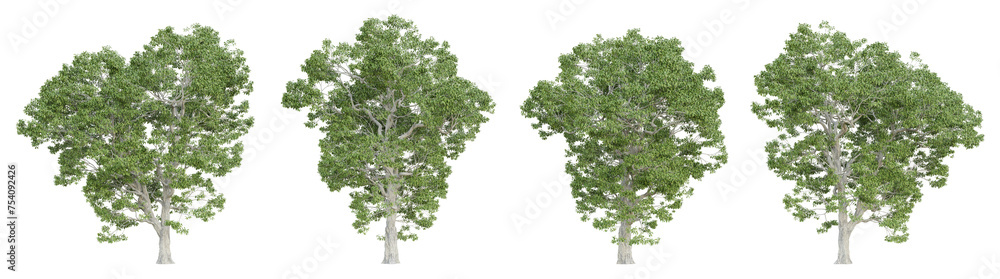 Castanea sativa tree isolated on transparent background, png plant, 3d ...