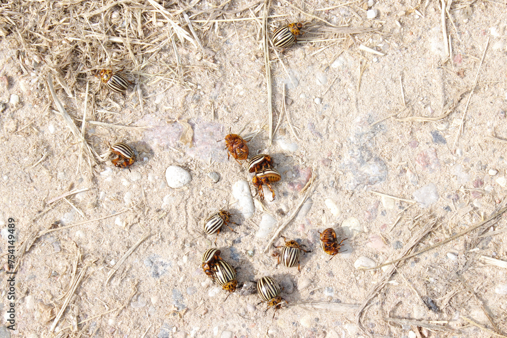 The Colorado potato beetles Leptinotarsa decemlineata aka the Colorado ...