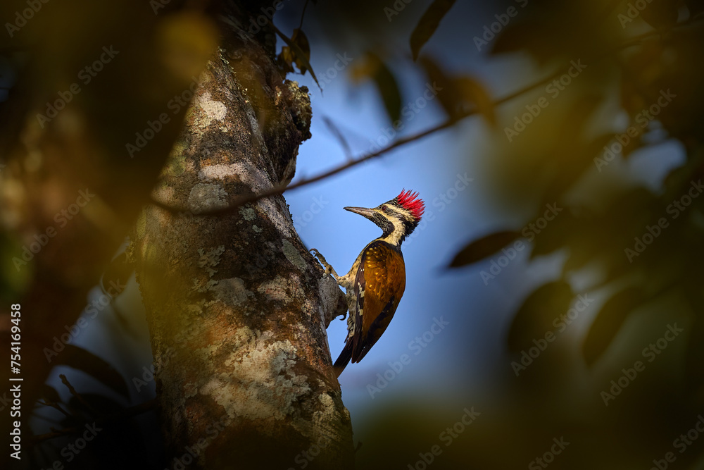 Red crest woodpecker on the tree in nature habitat. Black-rumped ...