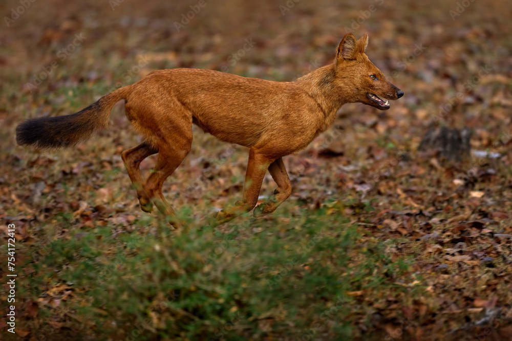 Dhole running in the forest. Dhole, Cuon alpinus, in the nature habitat ...