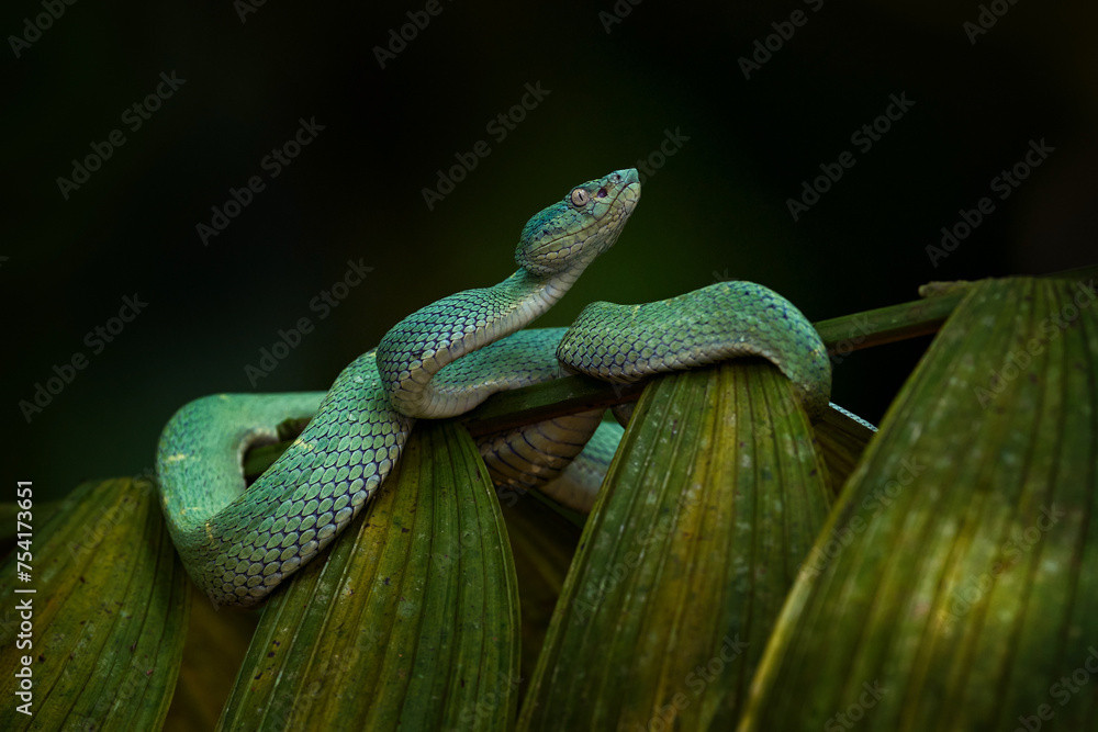 Nature in Costa Rica. Snake Bothriechis lateralis, Green Side-stripe ...