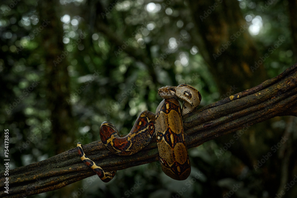 Snake in the forest habitat, Corcovado NP, Costa Rica. Boa constrictor ...