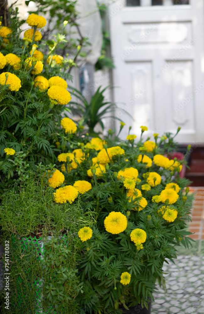Climbing wedelia and Rabbits paw, Asteraceae plant in Compositae family ...