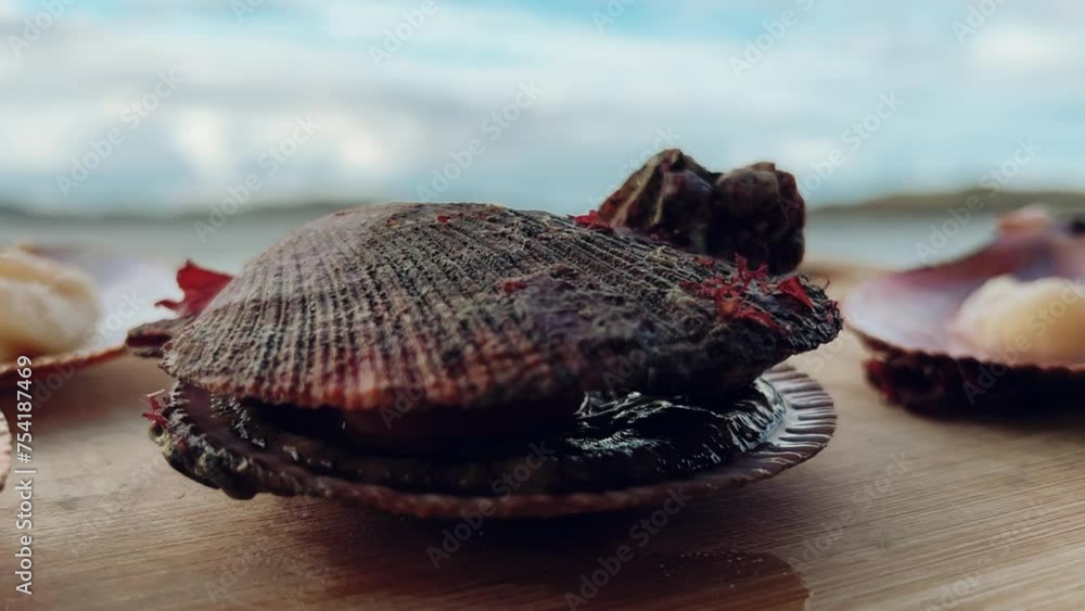 Vidéo Stock Seafood: live scallops in a shell before cooking. Fresh open scallop with scallop ...
