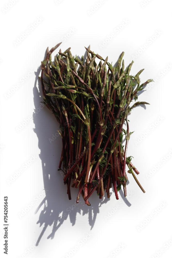 Bunch of Hop buds isolated on white background, also called in italian ...