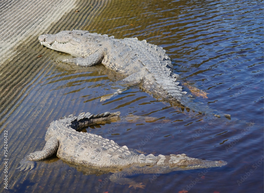 Freddy a/k/a Serial Killer American Crocodile basking during Mating ...